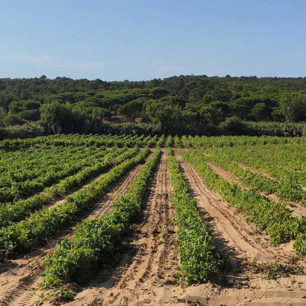 ‘One of Portugal’s Best Kept Secrets’ – Gordon Ramsey on Colares wines ...